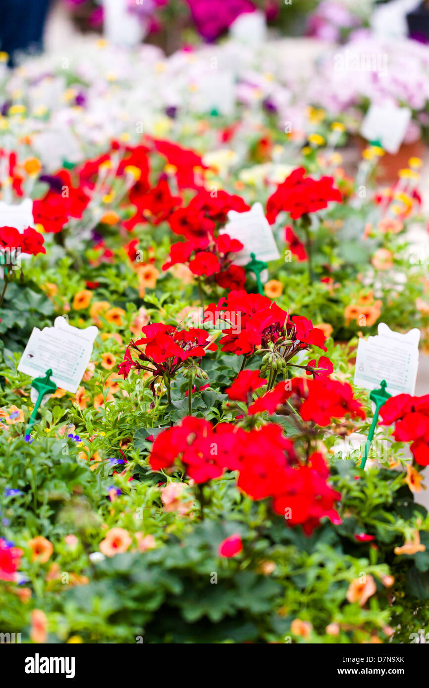Spring flowers on display at local nursery Stock Photo - Alamy
