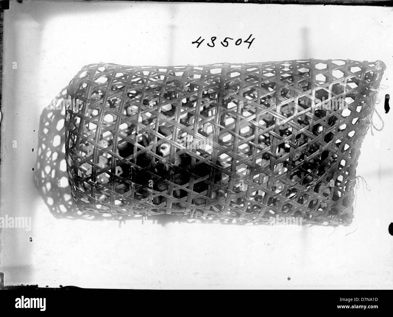 Monkey exploration Black and White Stock Photos & Images - Alamy