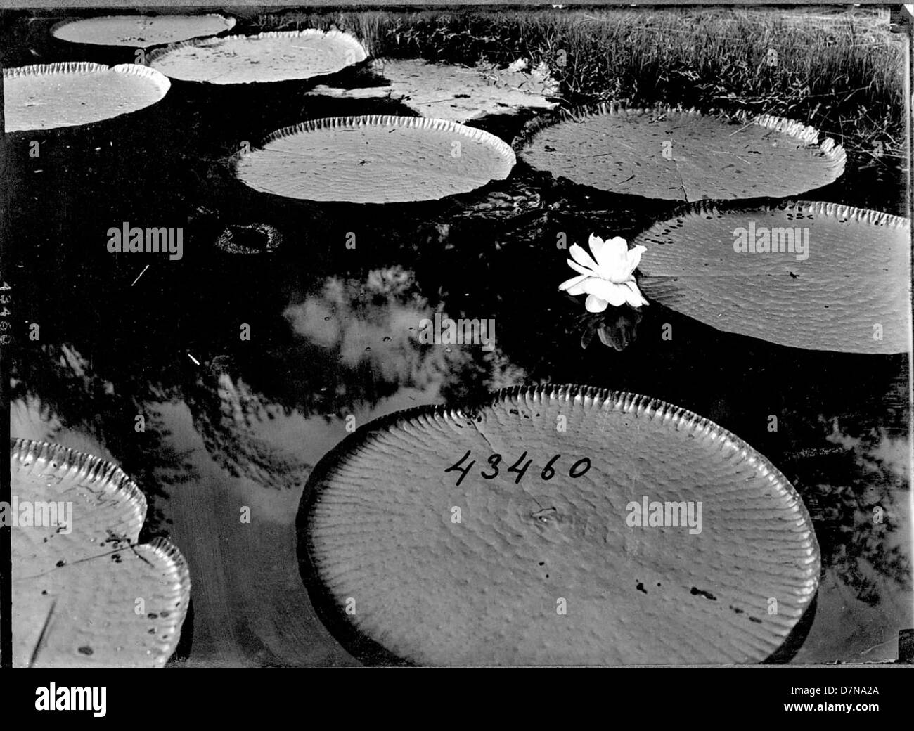 Aquatic water lily Black and White Stock Photos & Images - Alamy