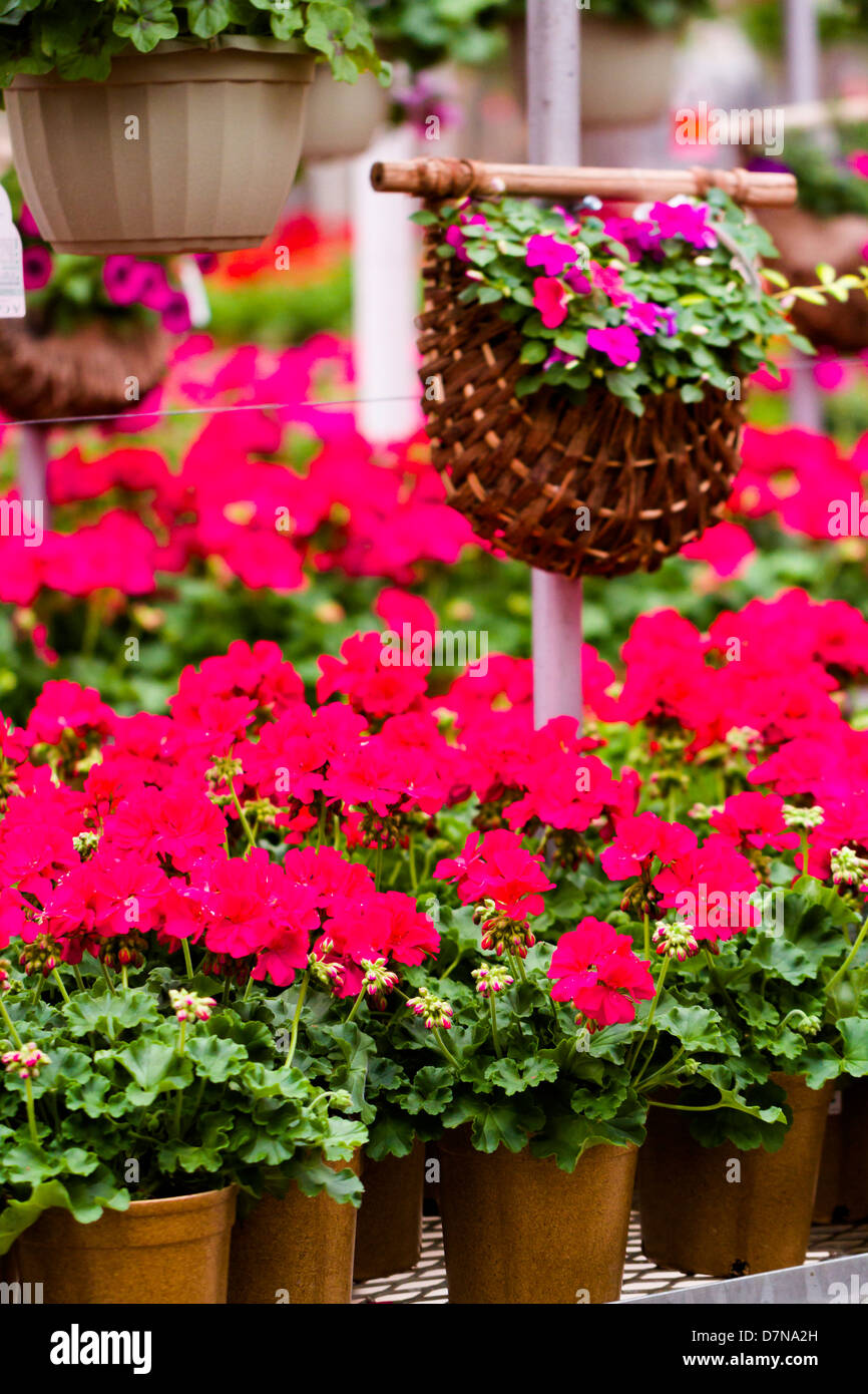Spring flowers on display at local nursery Stock Photo - Alamy