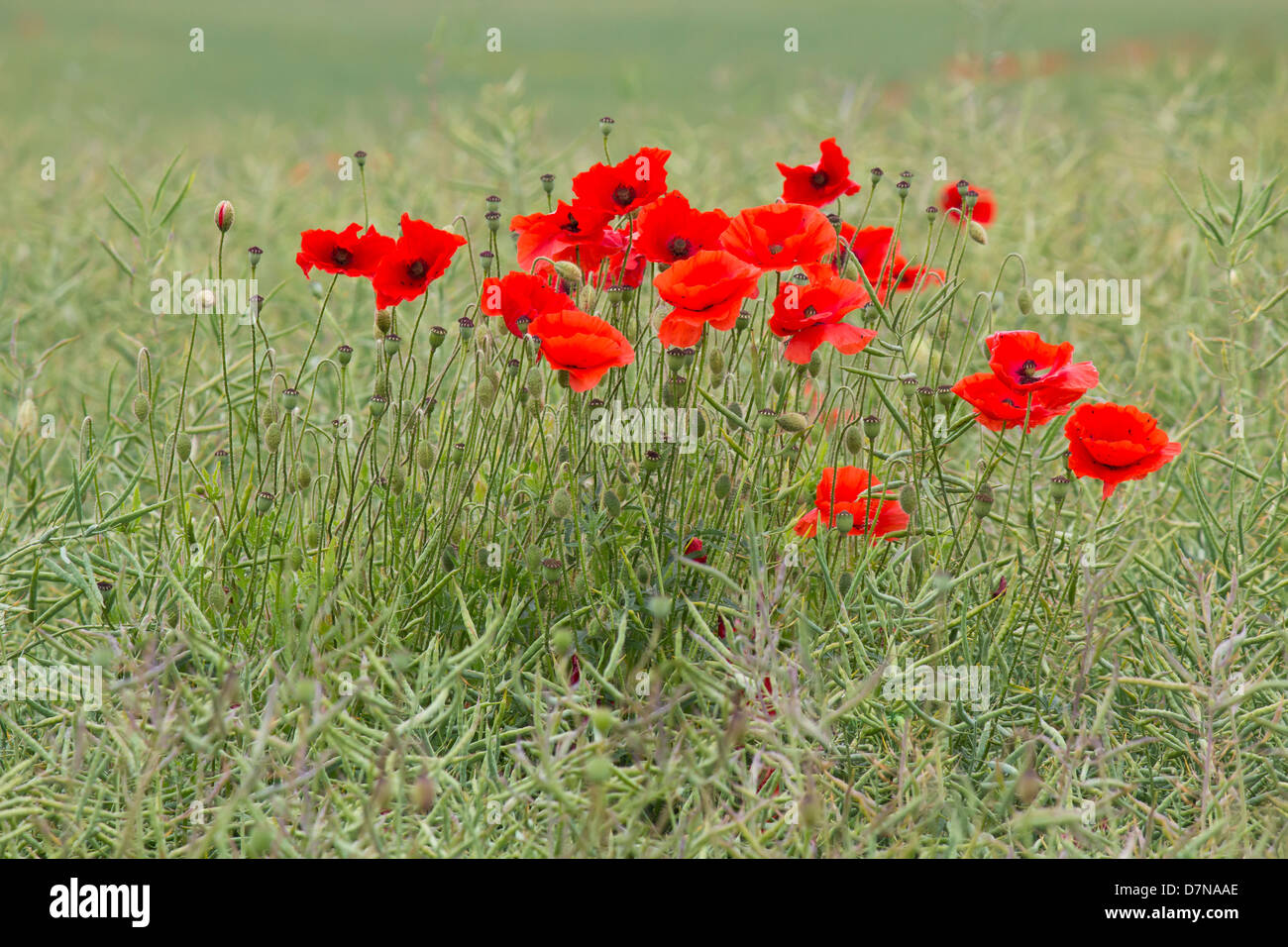 Lovely red clump of poppies Stock Photo - Alamy