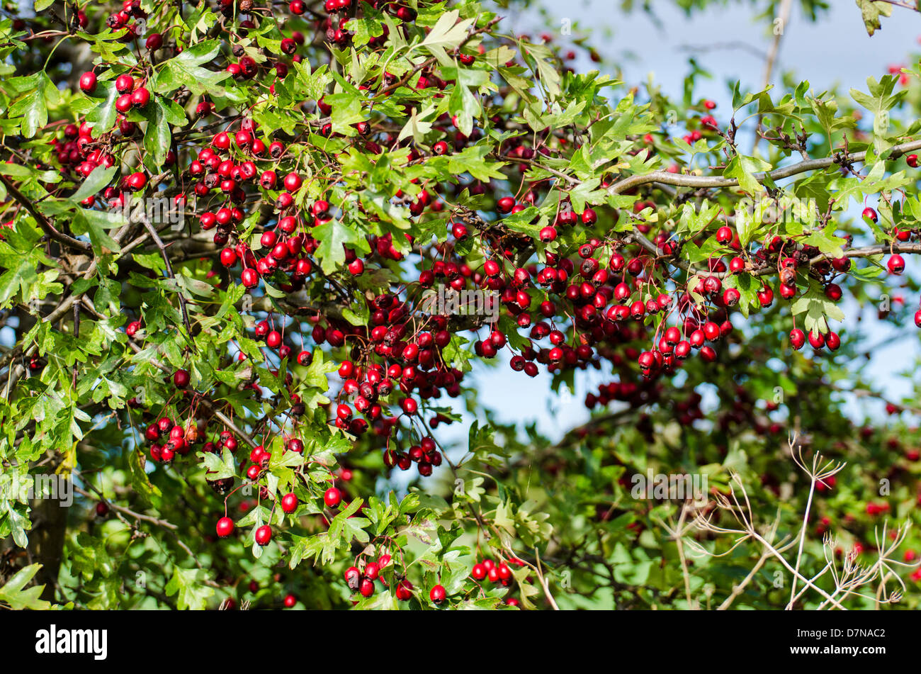 Red Berries Hawthorn Tree High Resolution Stock Photography and Images ...