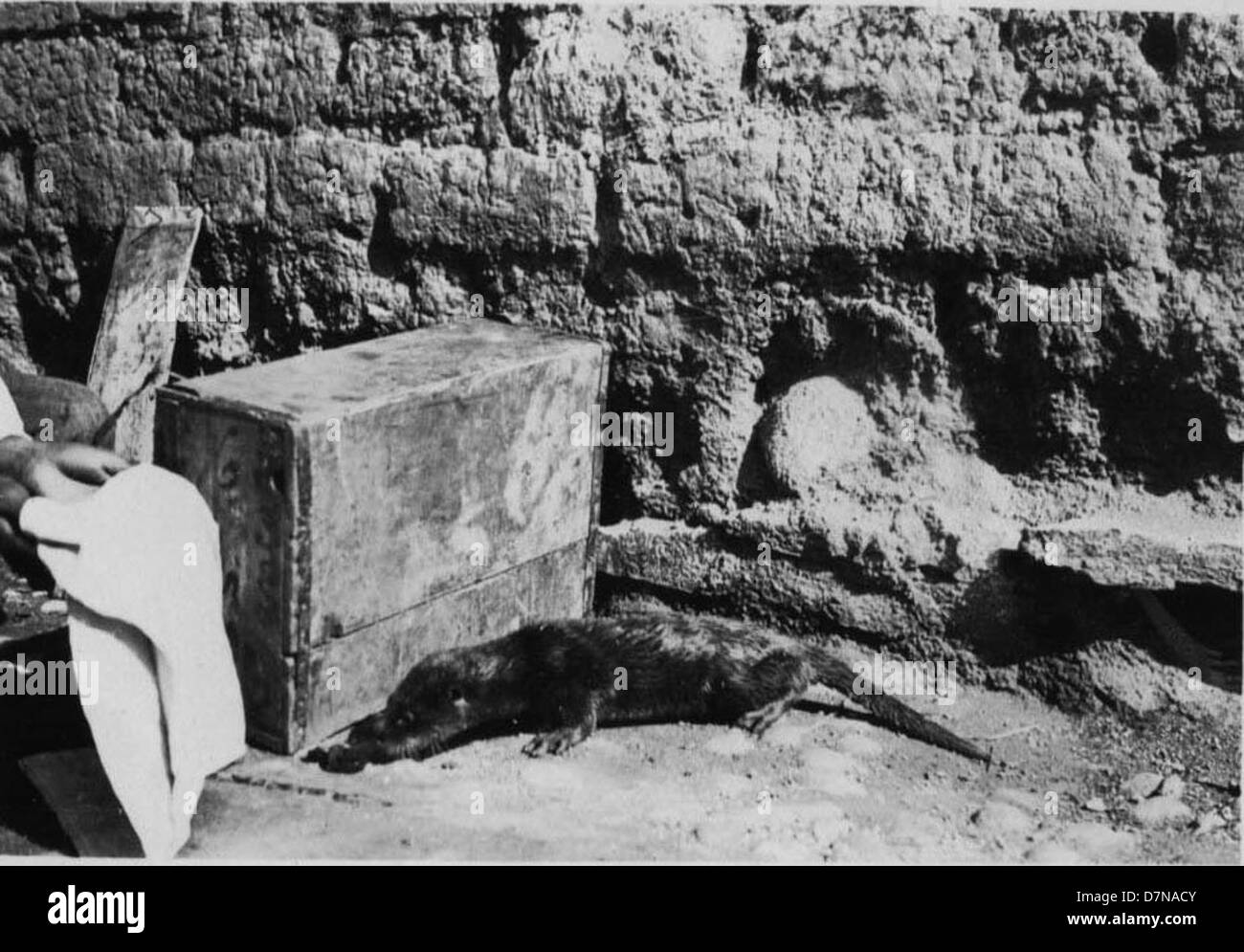 A photograph from the South American Expedition led by Captain Marshall ...