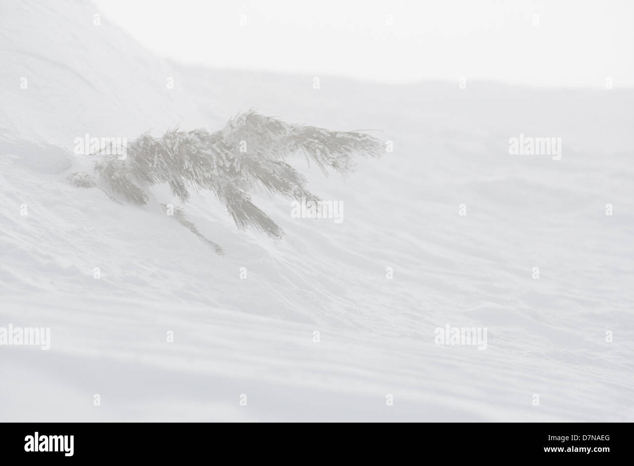 Frozen tree element during a snowstorm in the fog Stock Photo - Alamy