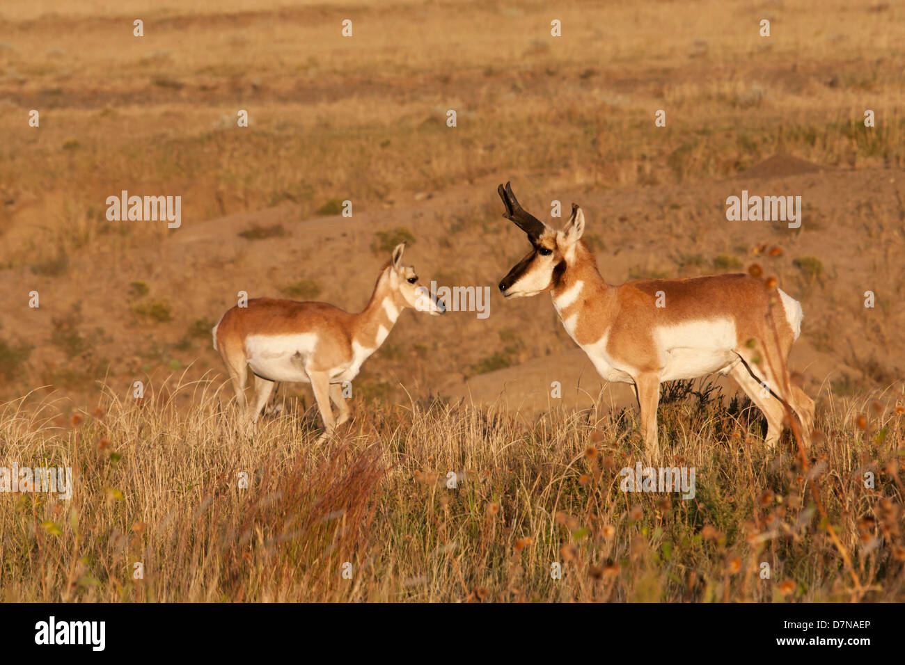Pronghorn (Antilocapra americana) female and male in mating season ...