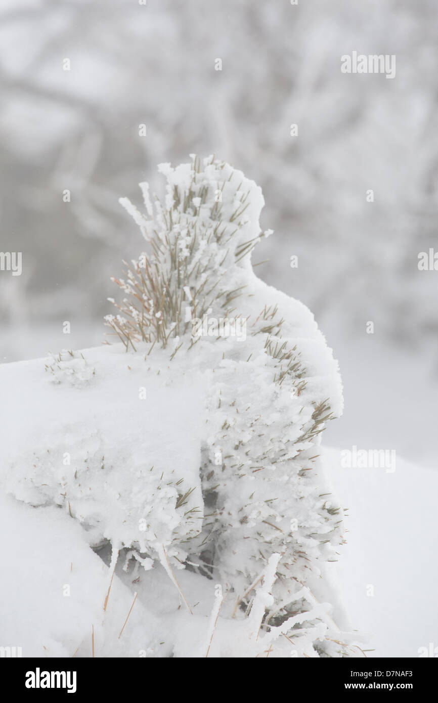 Frozen tree element during a snowstorm in the fog Stock Photo - Alamy