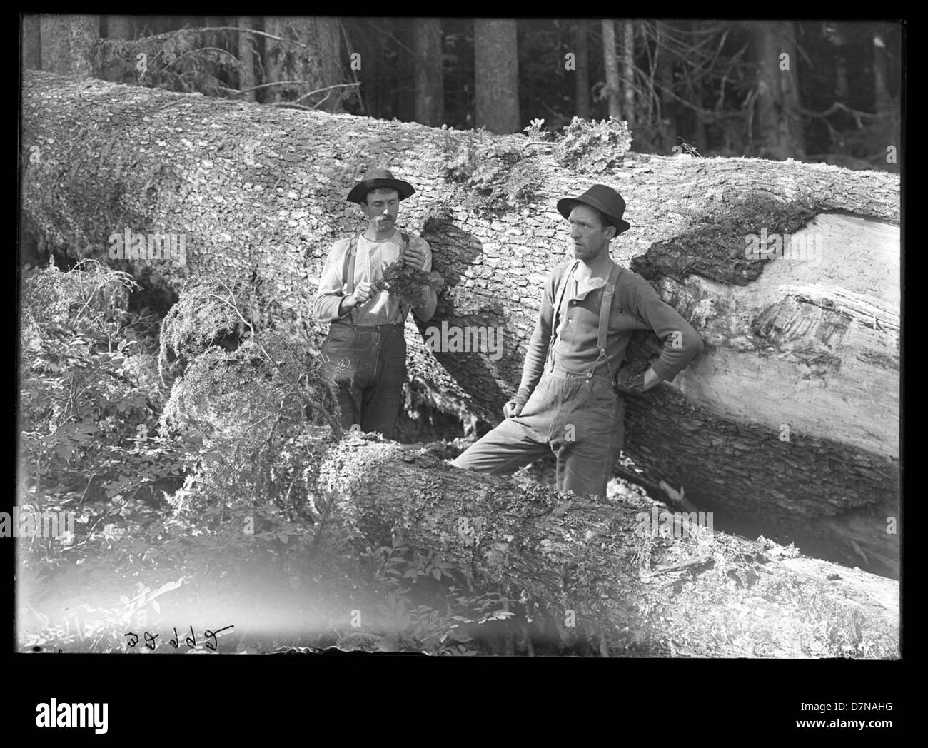 Two men with downed larch tree Stock Photo - Alamy