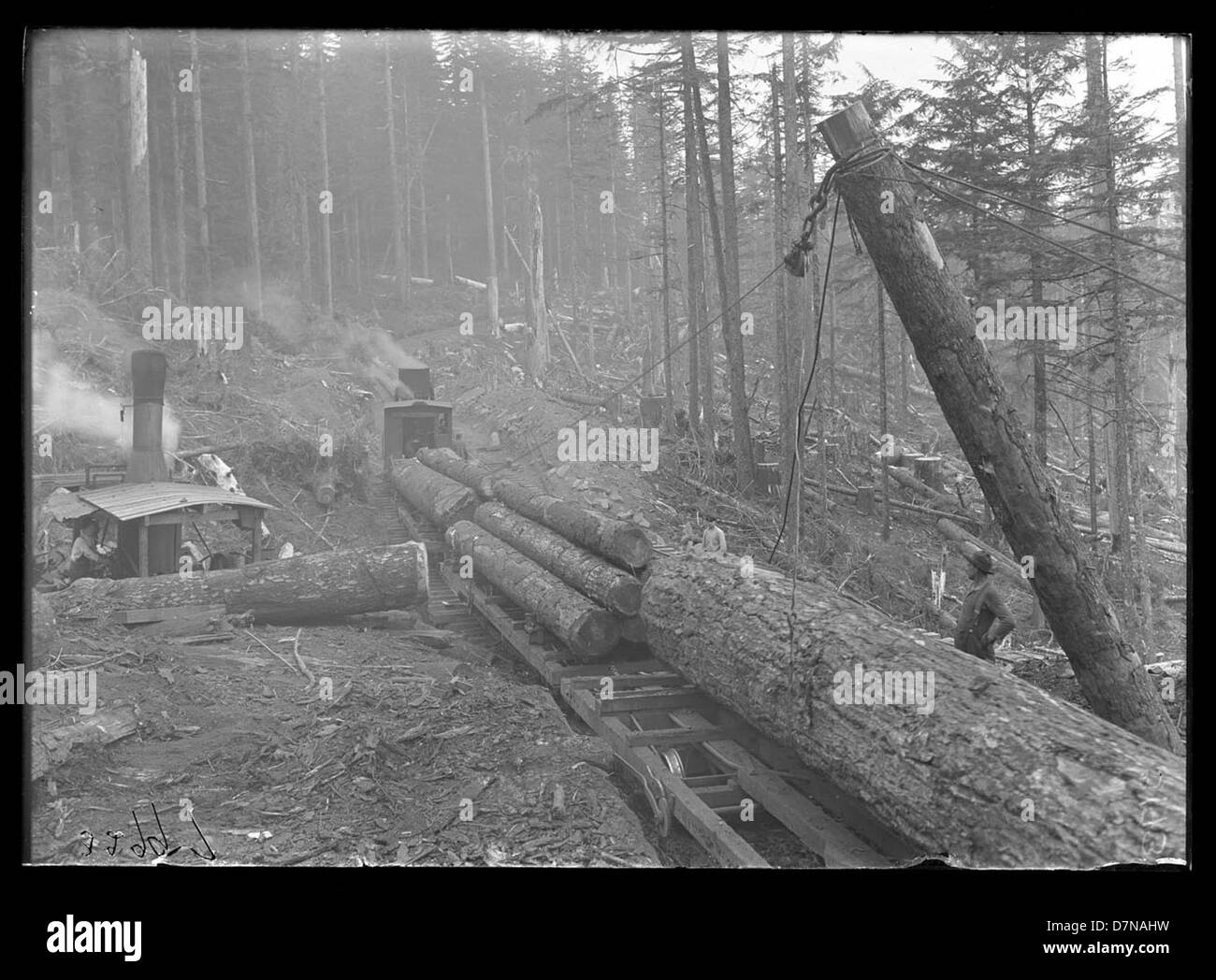 Logging donkey hi-res stock photography and images - Alamy
