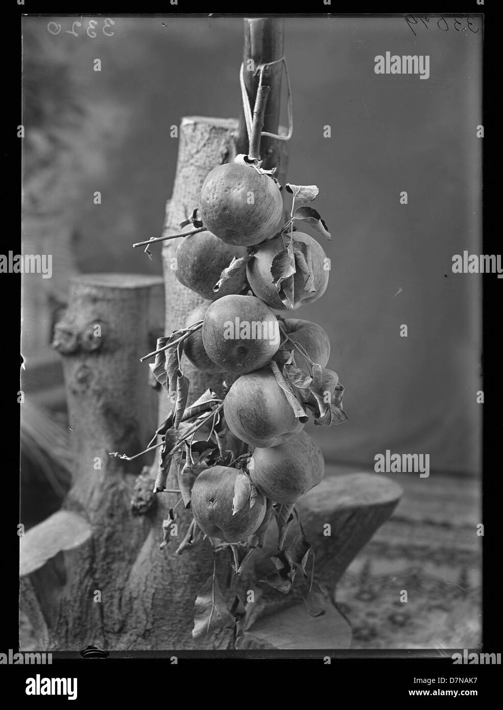 A photograph of Northern Spy apples, taken during an expedition by ...