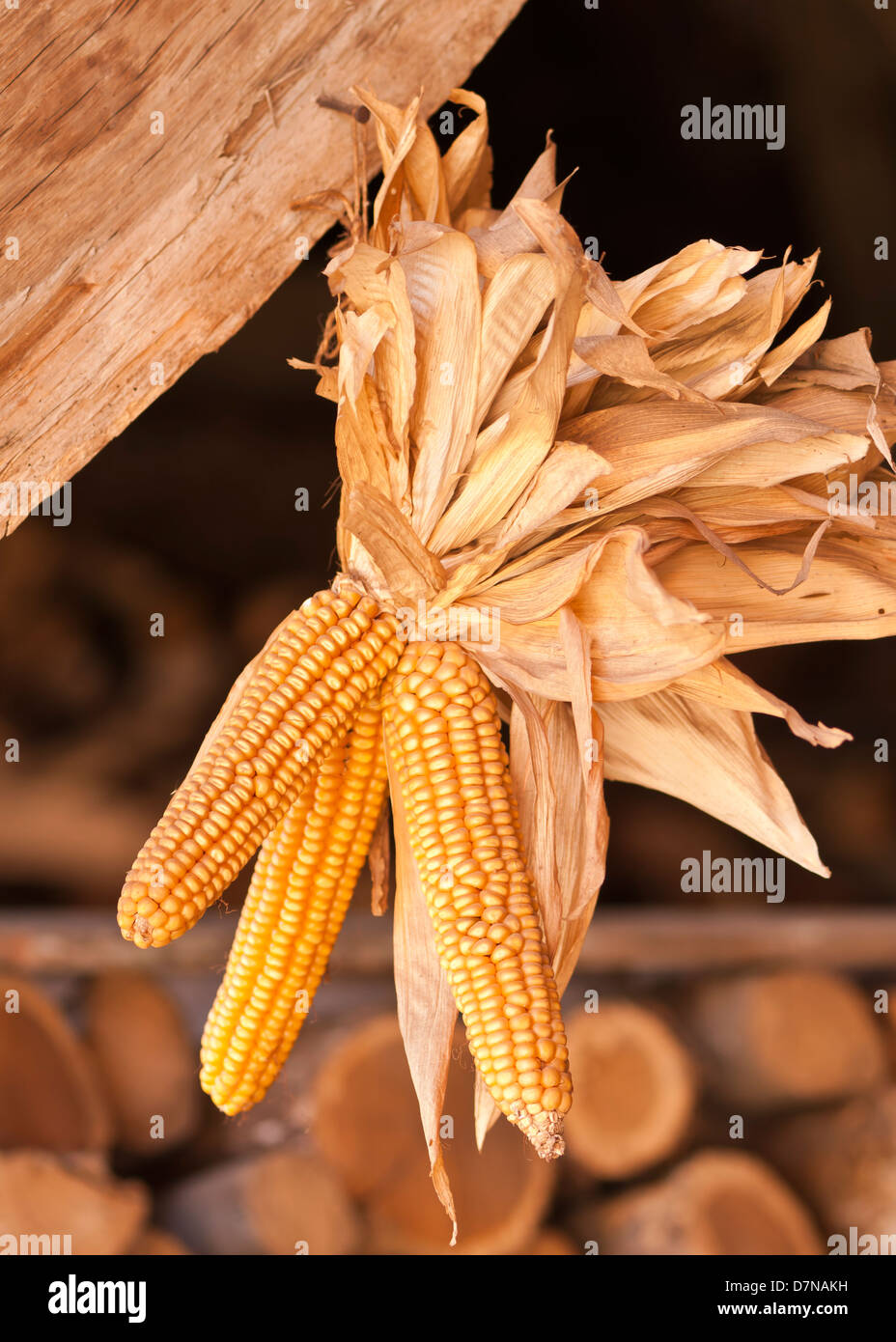 Dried corn cobs Stock Photo - Alamy