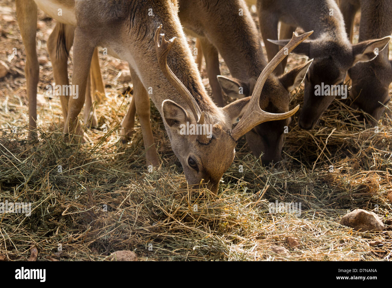 Deer pasture hi-res stock photography and images - Alamy