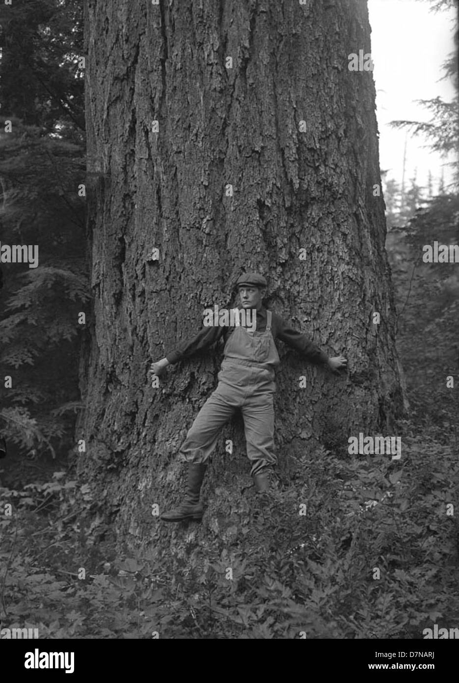 Man standing against a Douglas Spruce tree Stock Photo - Alamy