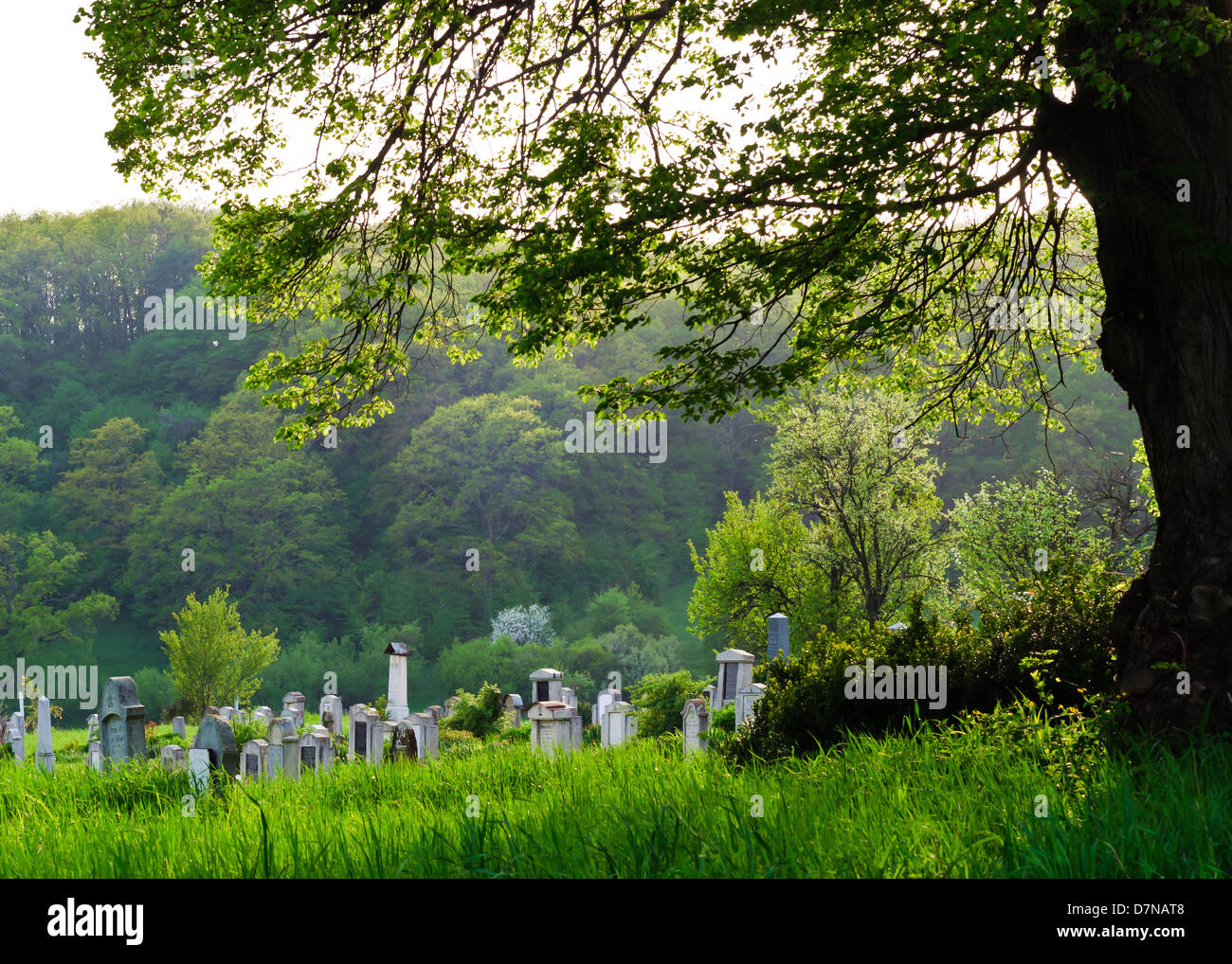 Countryside cemetery with green grass and trees Stock Photo - Alamy