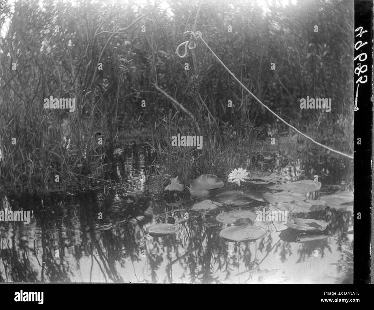 Alligator bait hi-res stock photography and images - Alamy