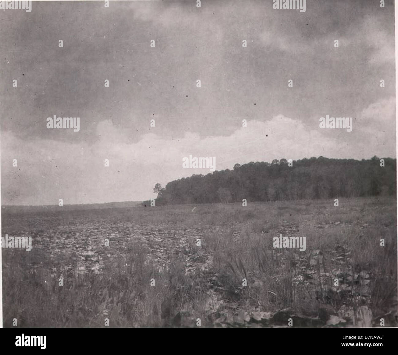A photograph from the 1925 zoology expedition to Lake Miccosukee in ...