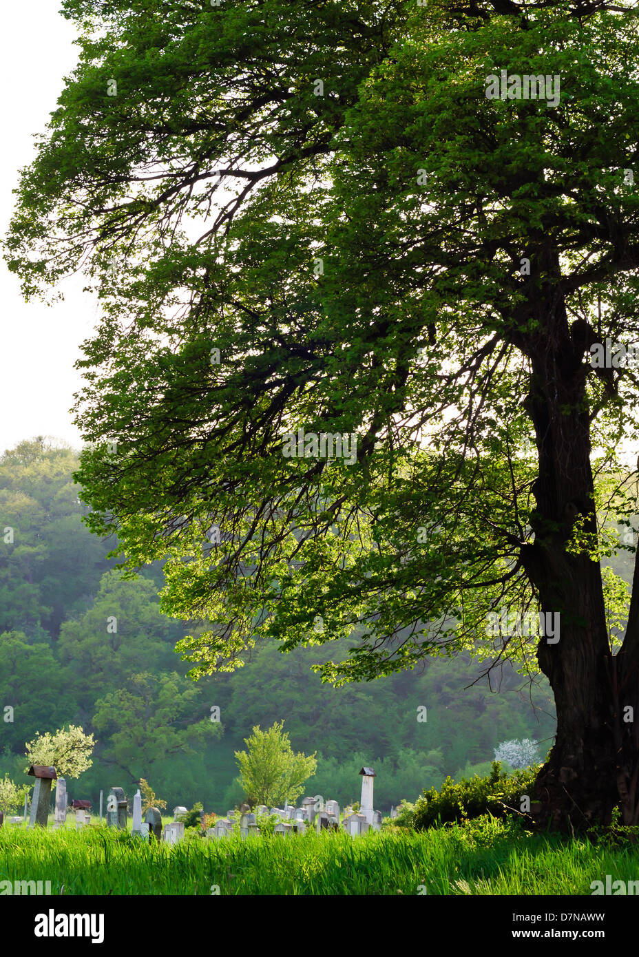 Countryside cemetery with green grass and trees Stock Photo - Alamy