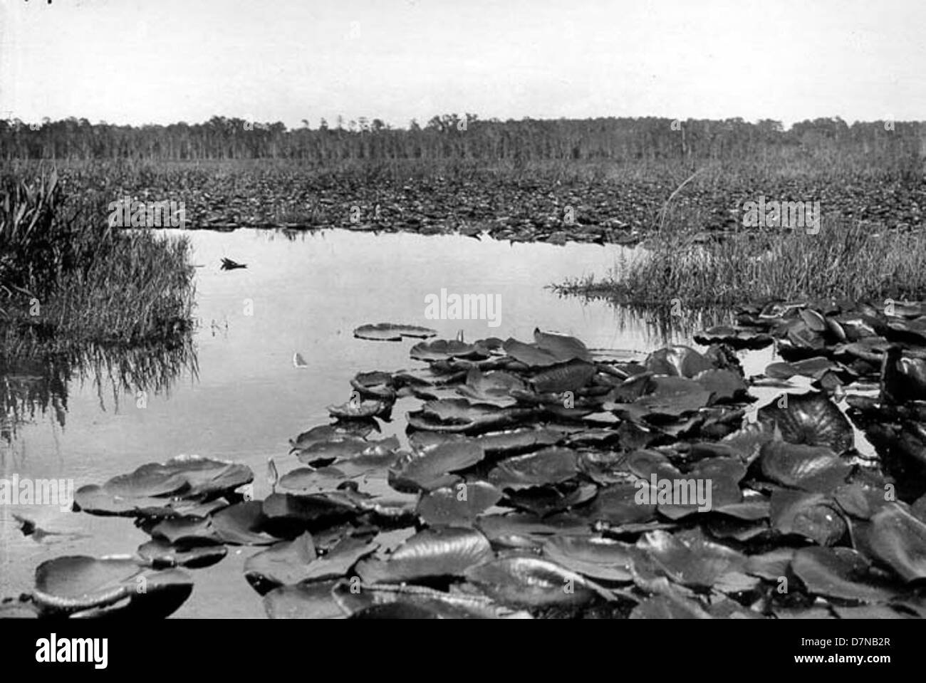 The image from a 1925 zoology expedition in Georgia’s North Lake ...