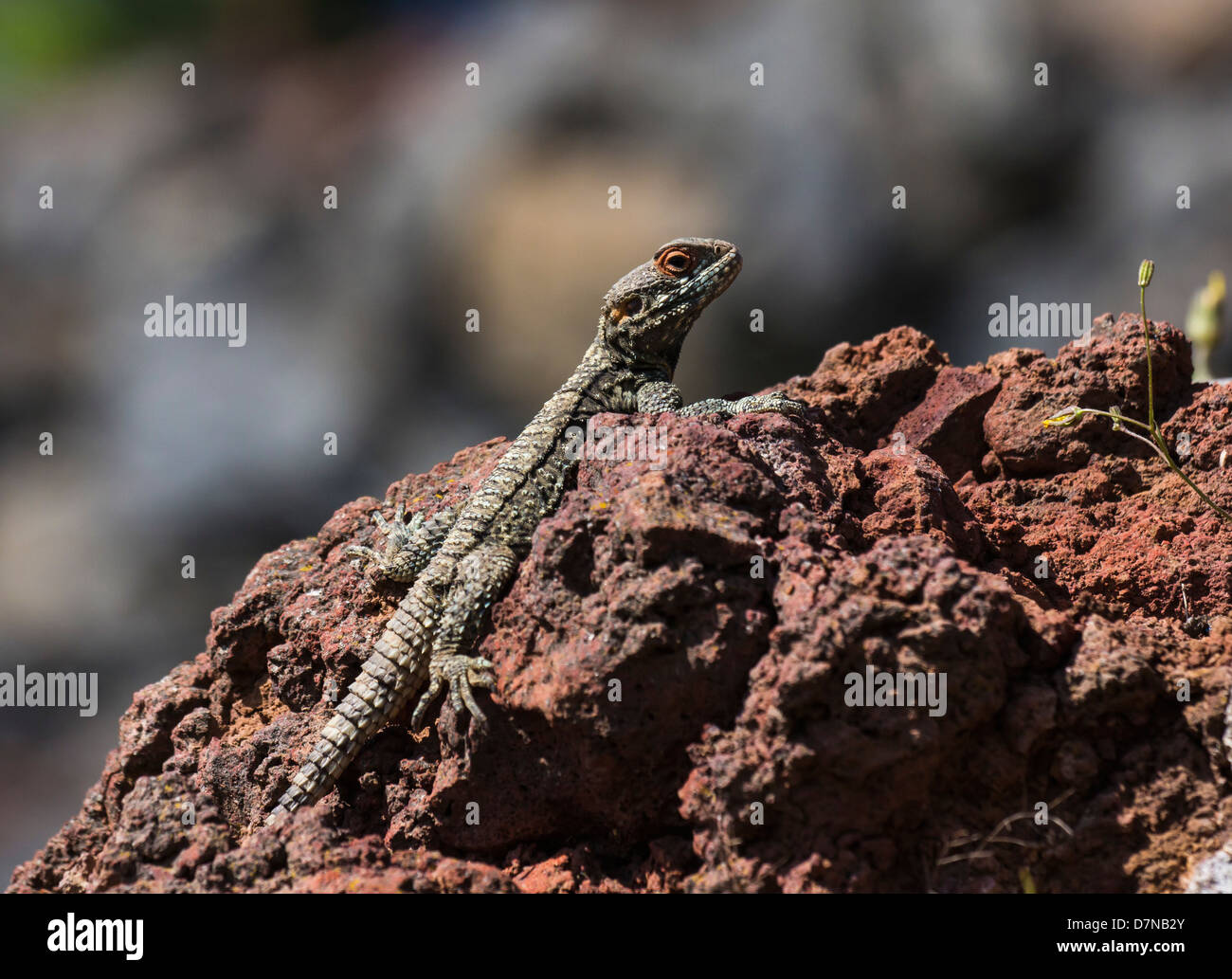 Lizard on a rock Stock Photo - Alamy