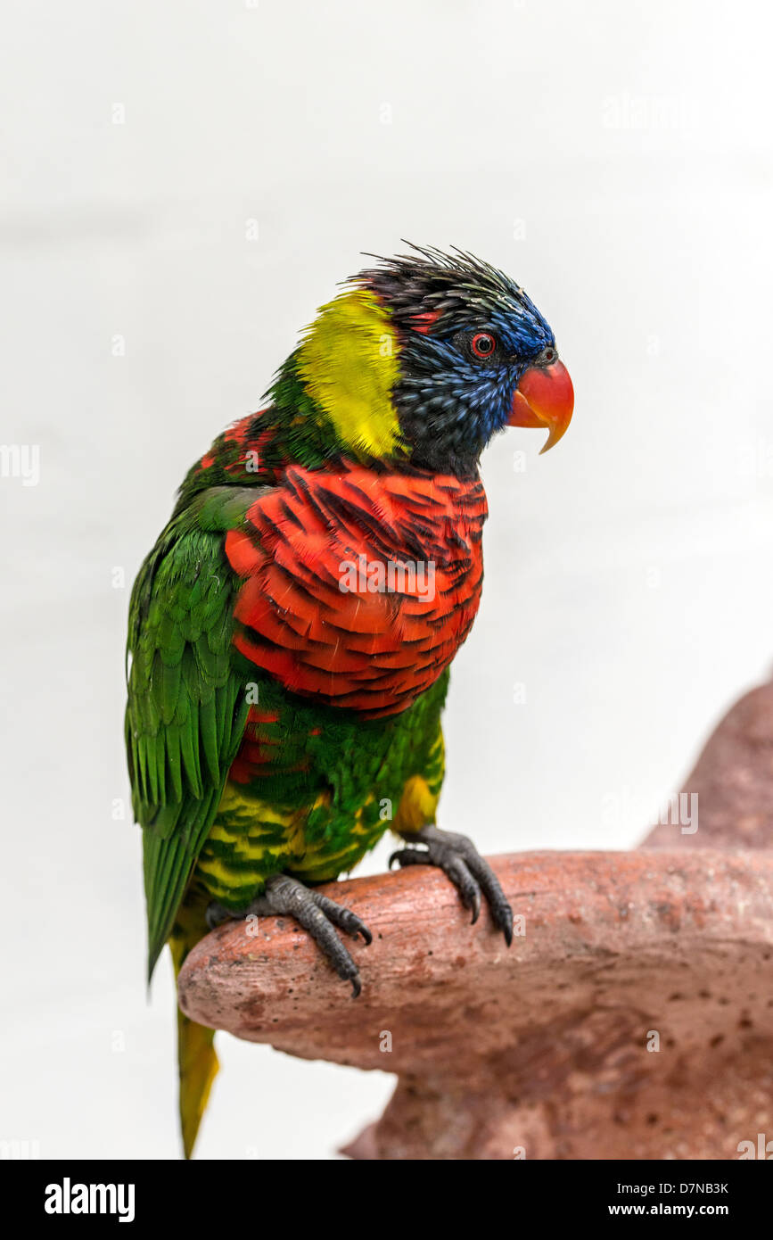 Lories and lorikeets (tribe Lorini) are small to medium-sized arboreal ...