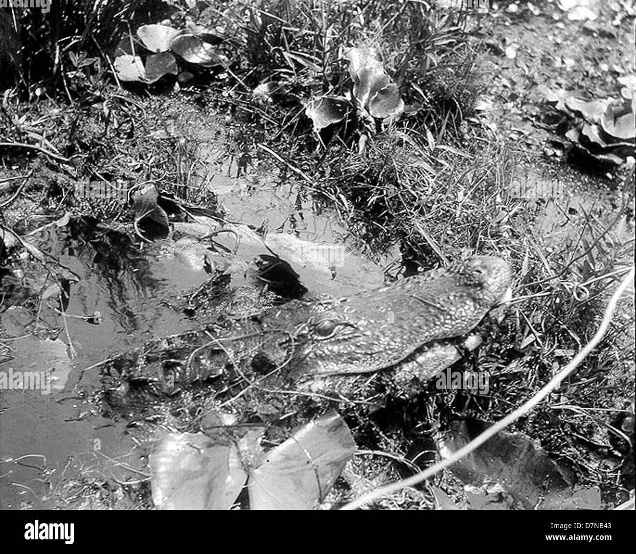 American alligator in swamp Black and White Stock Photos & Images - Alamy