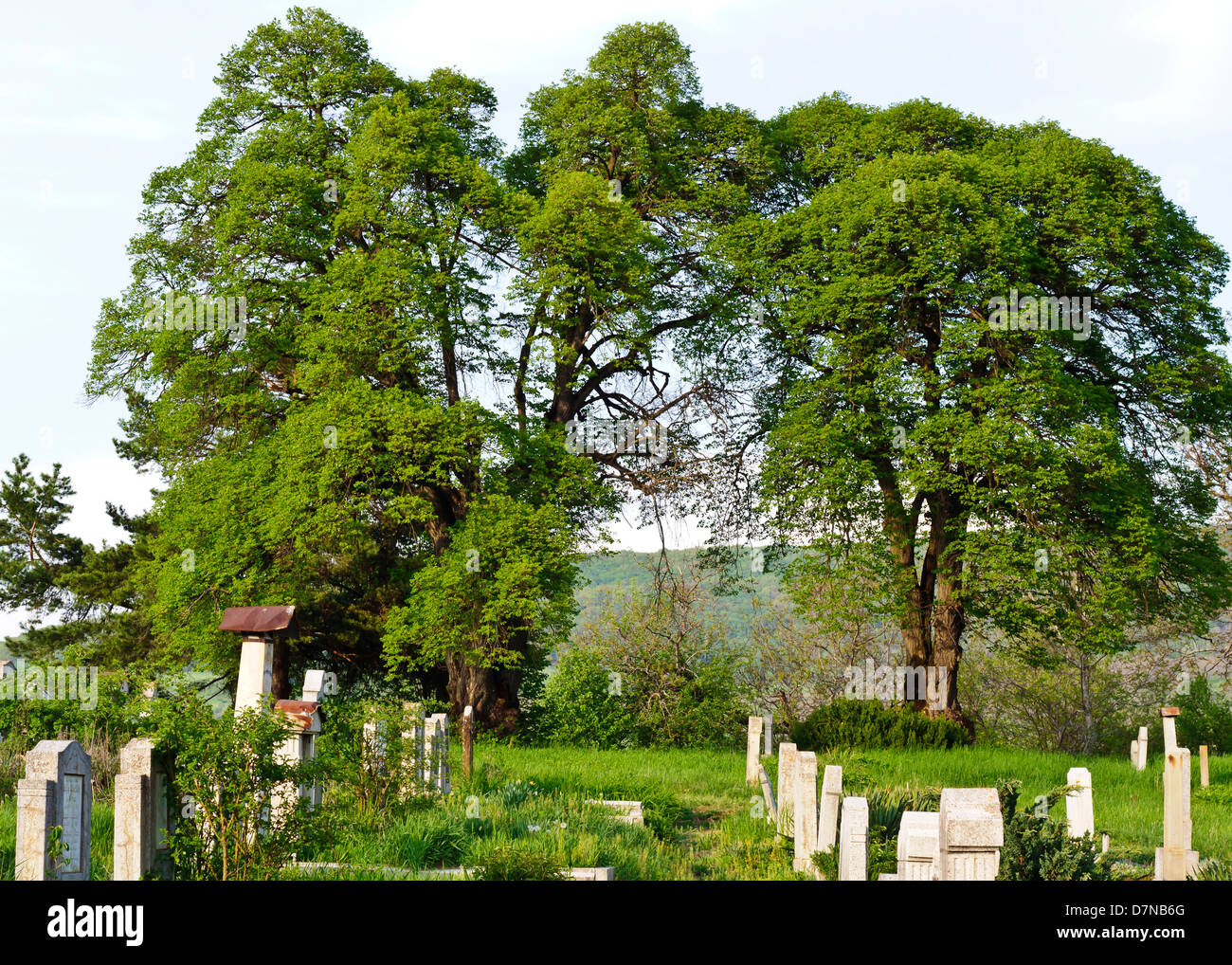 Countryside cemetery with green grass and trees Stock Photo - Alamy