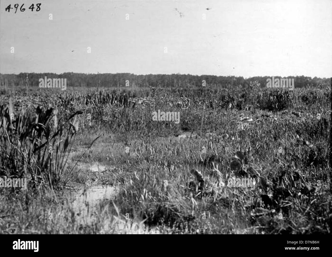 This photograph from 1925 shows a zoology expedition at Gator Yard in ...