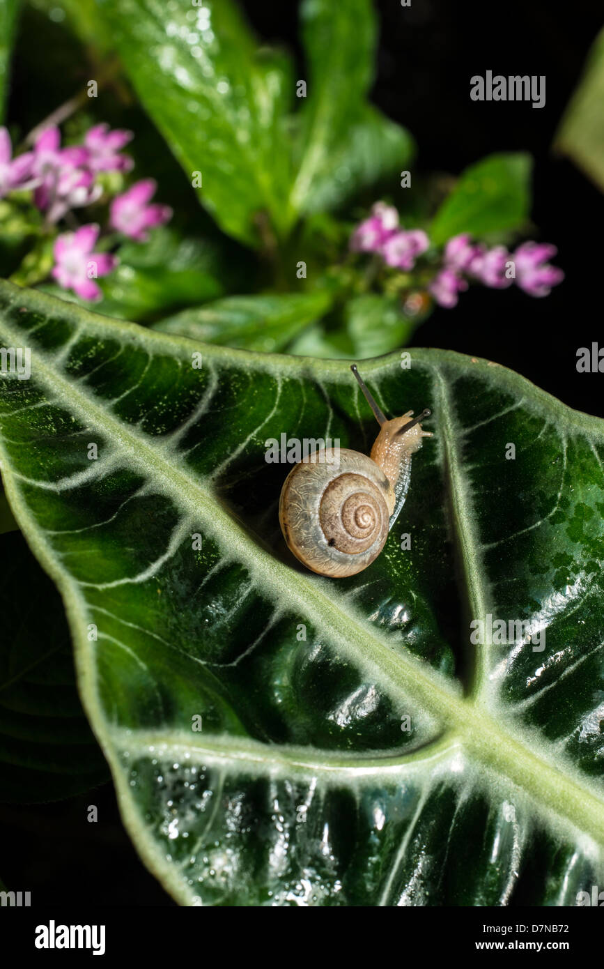 Snail is a common name that is applied most often to land snails ...