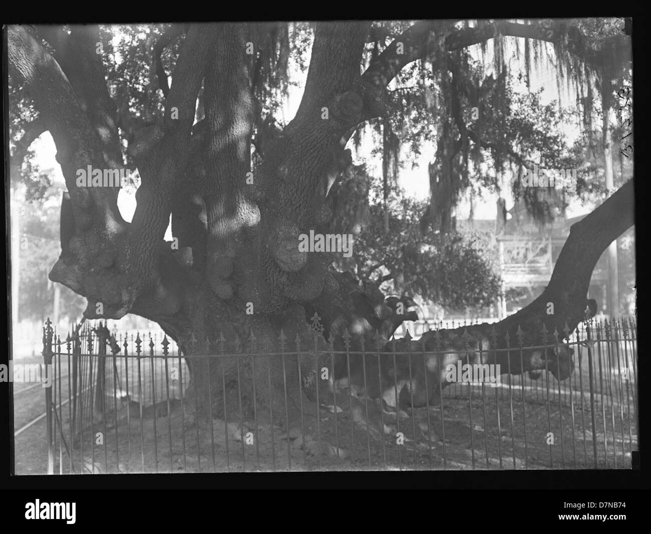 Live oak trees in Black and White Stock Photos & Images - Alamy