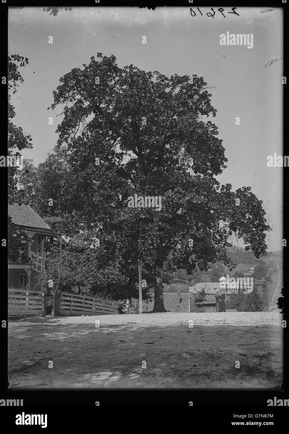 Blackjack oak tree hi-res stock photography and images - Alamy