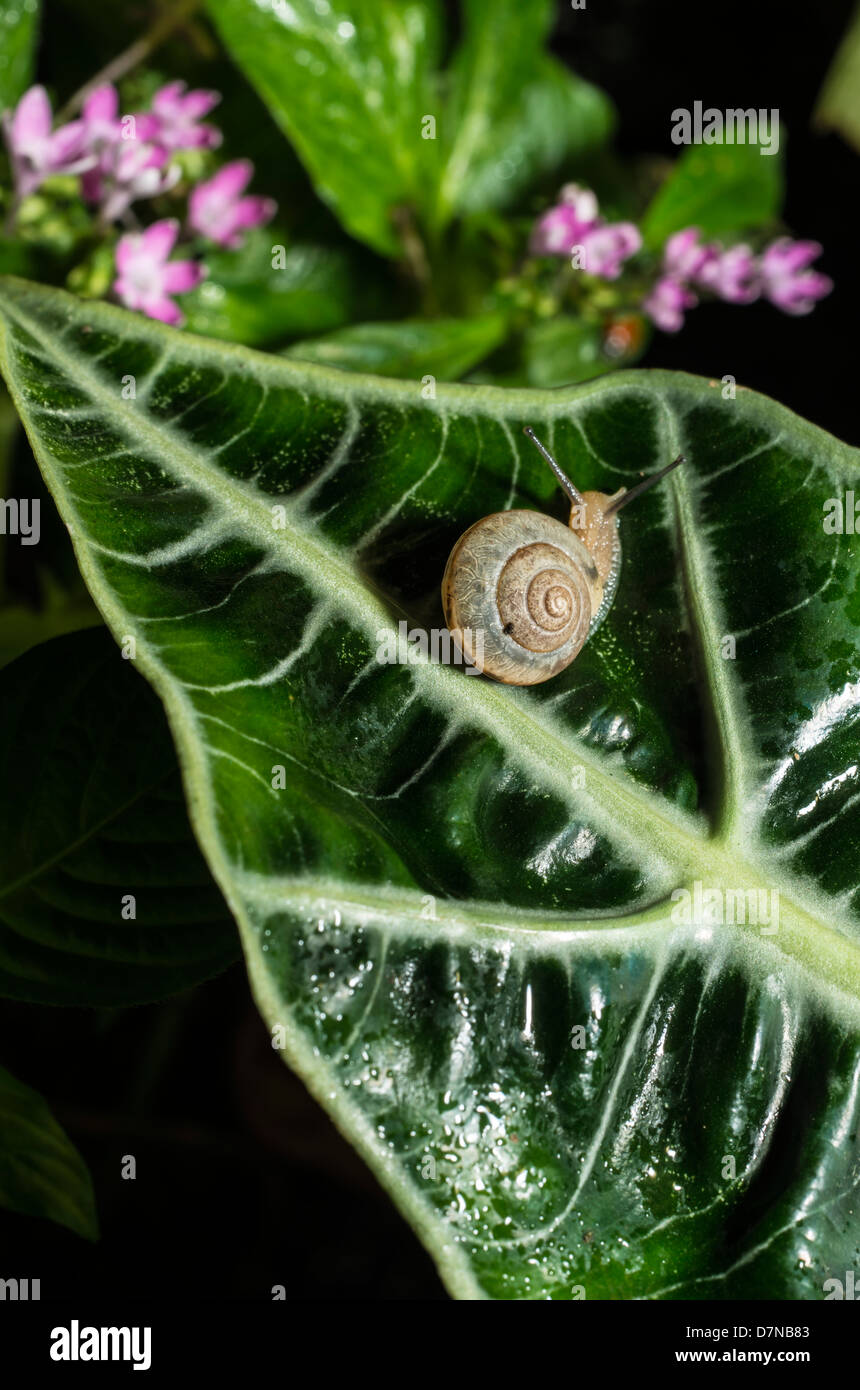 Snail is a common name that is applied most often to land snails ...