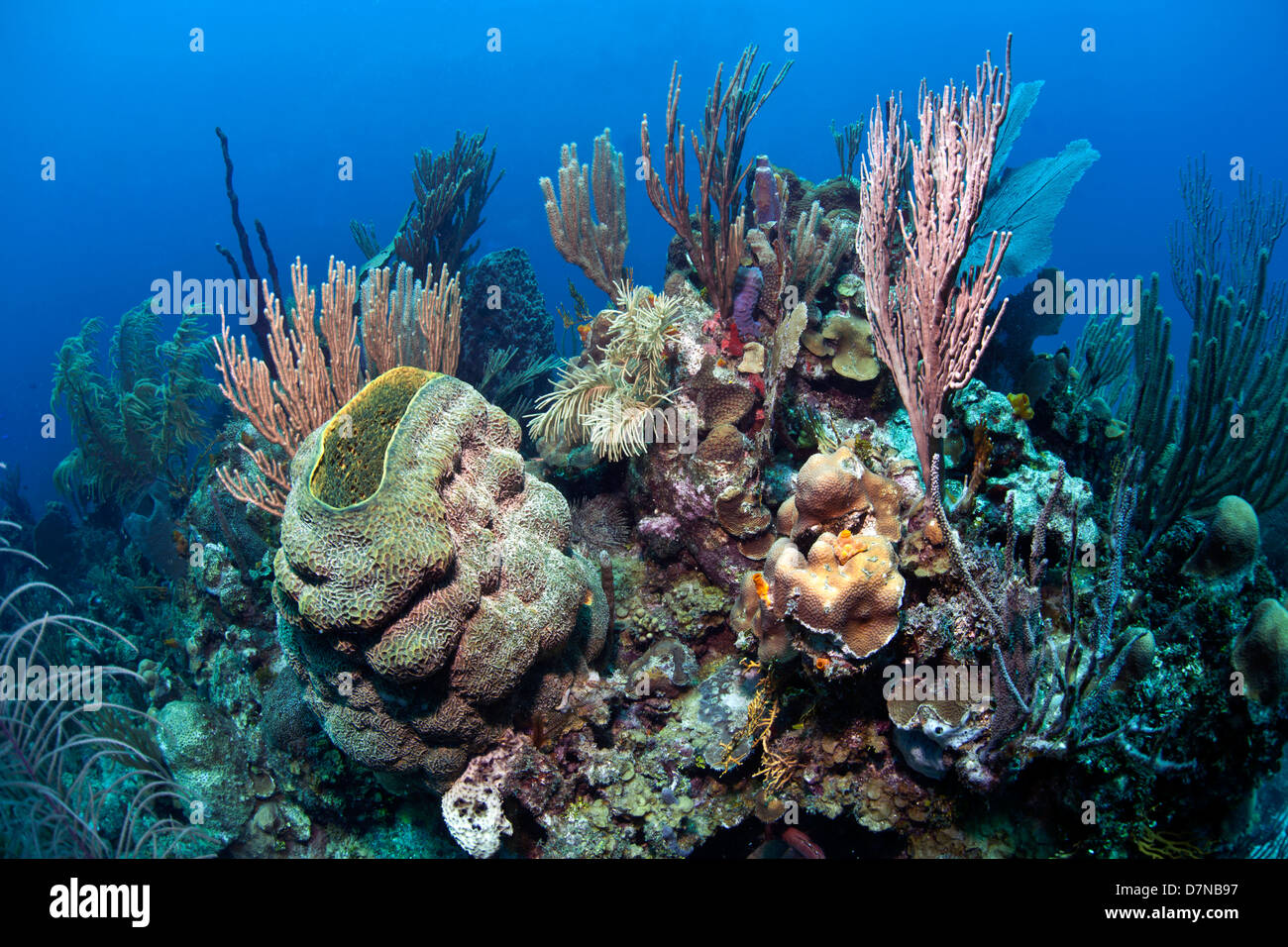 Roatan Honduras coral reef in summer Stock Photo - Alamy