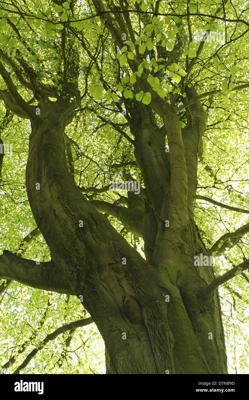 Under a beech tree in Spring Stock Photo - Alamy