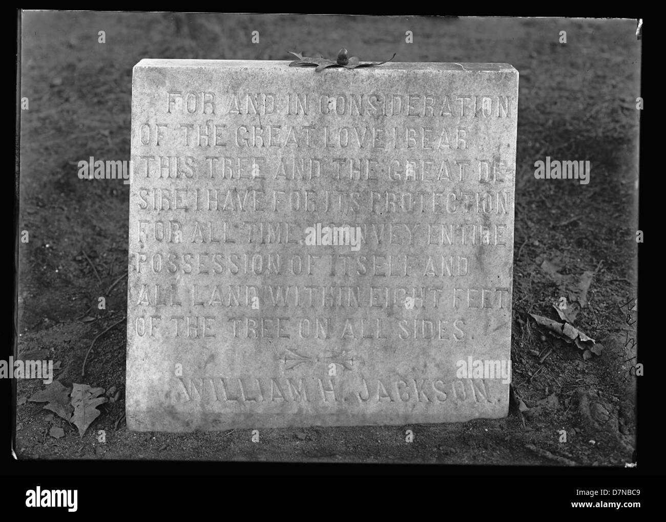 A photograph of the famous 'Tree That Owns Itself' located in Athens ...