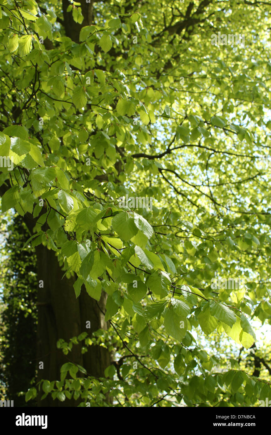 Beech tree leaves spring hi-res stock photography and images - Alamy