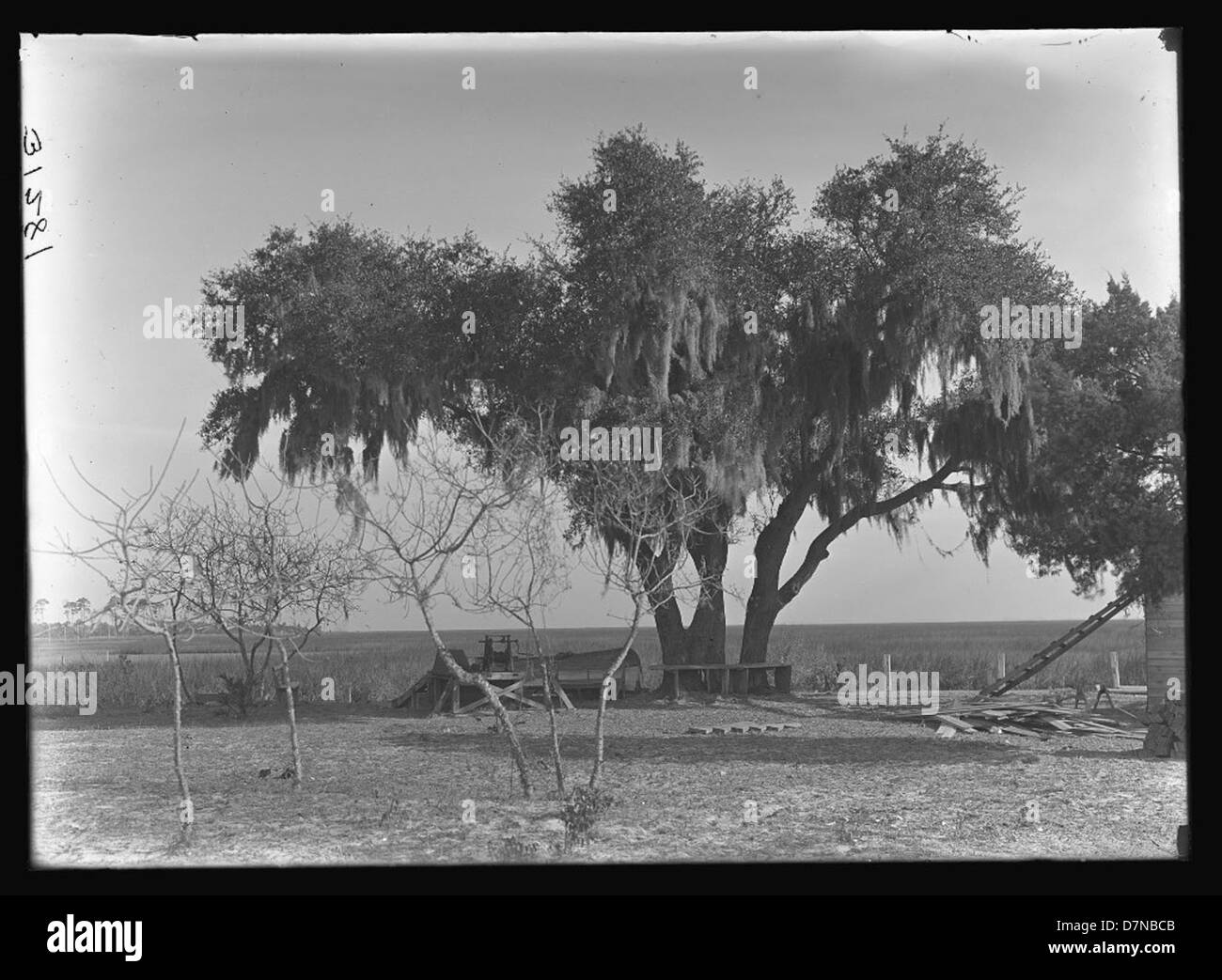 This photo features a live oak tree in Glynn County, Georgia ...