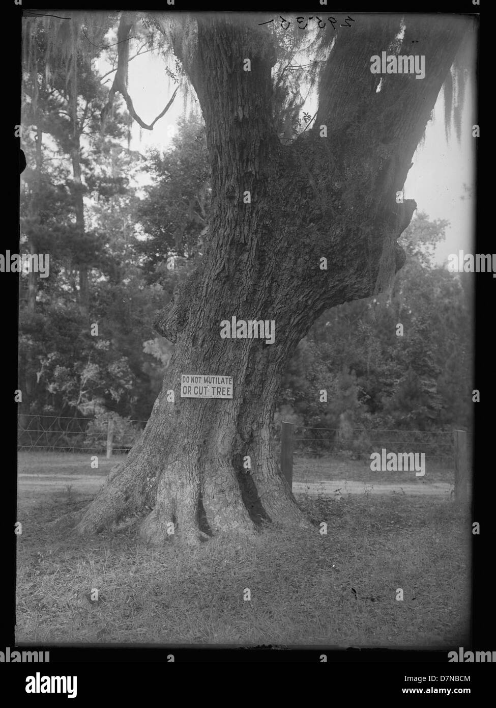 A botanical specimen known as the John Wesley tree, located on St ...