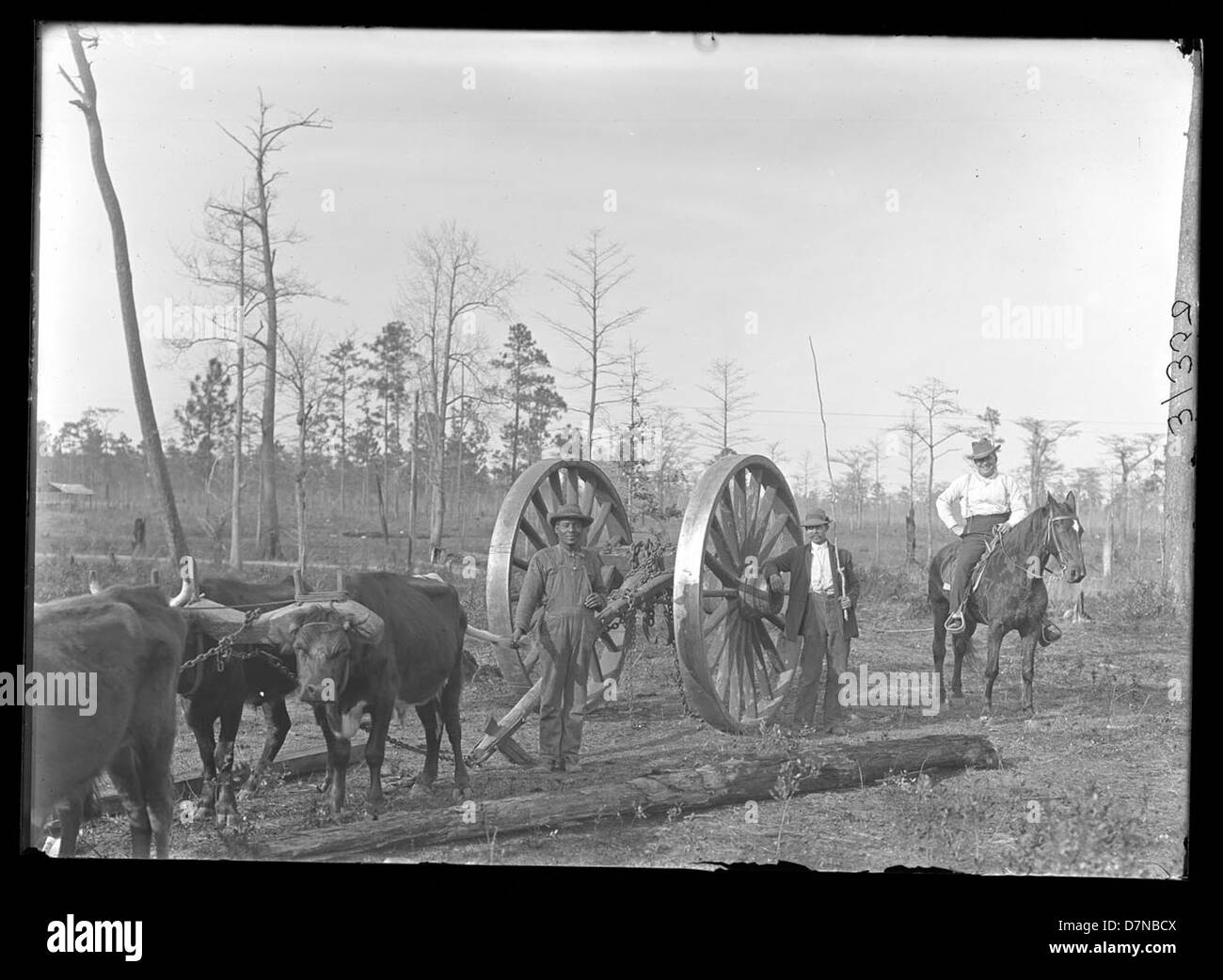 This image shows a man riding a horse behind oxen during the Darien ...