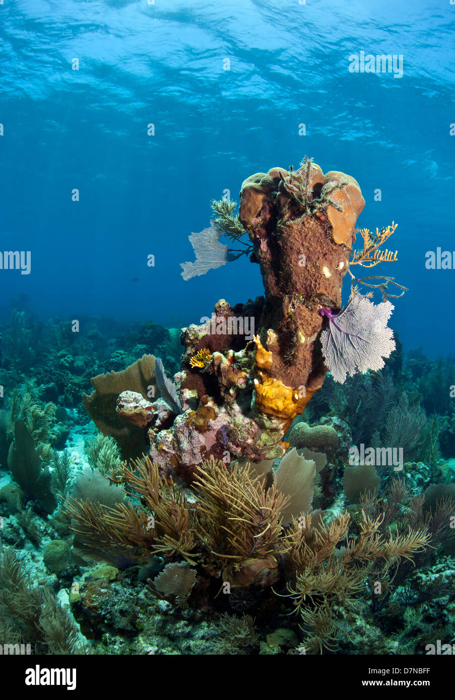 Coral reef underwater off the coast of Roatan Honduras Stock Photo - Alamy