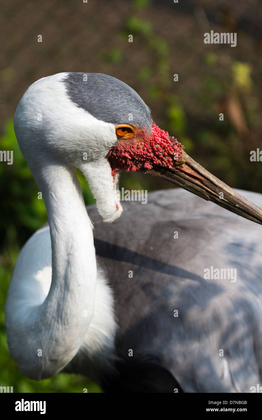 Bird colors hi-res stock photography and images - Alamy