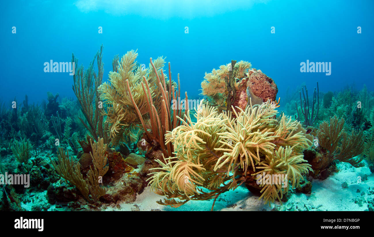 Coral reef underwater off the coast of Roatan Honduras Stock Photo - Alamy