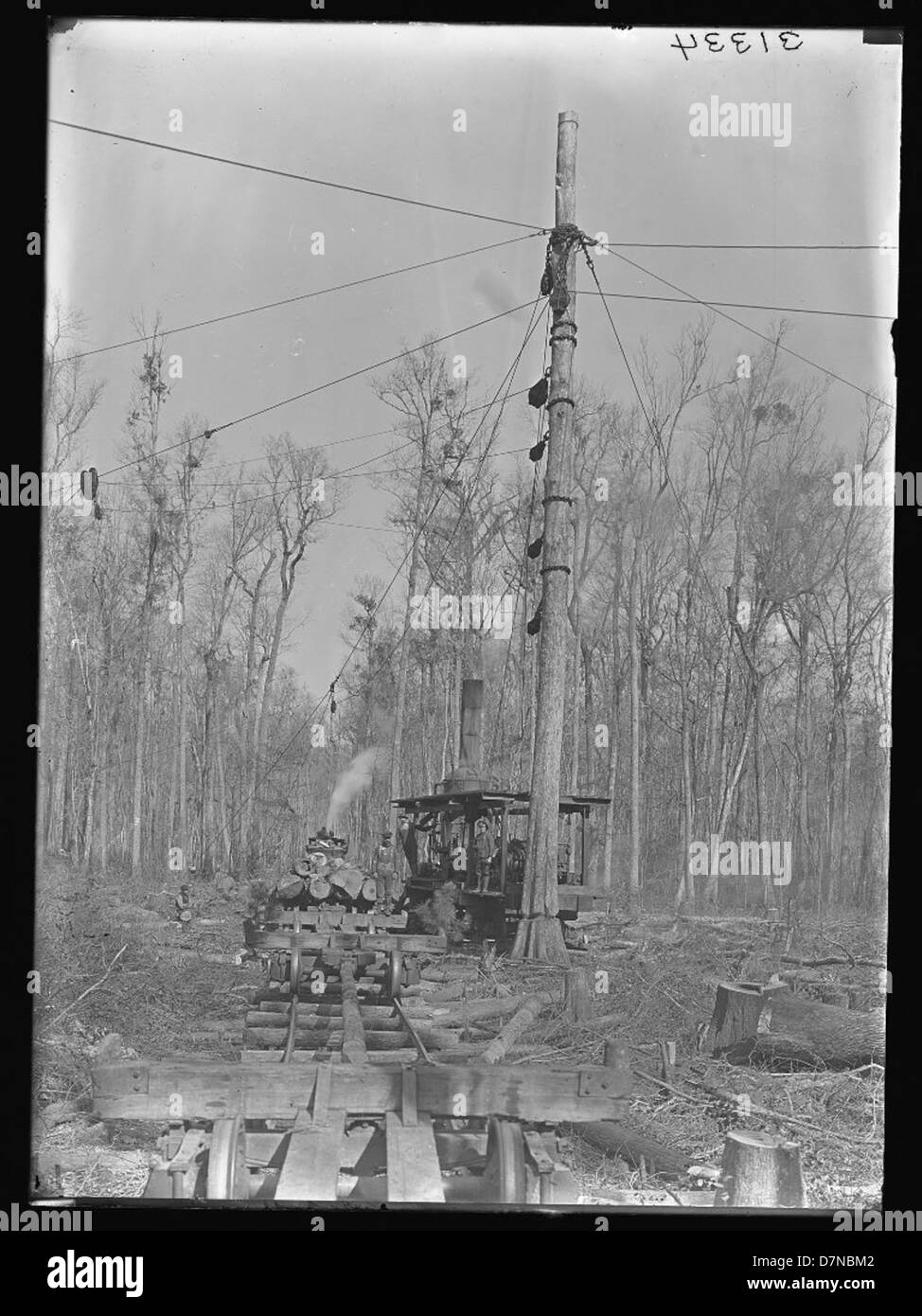 This photograph shows a steam skidder operating in a swamp in Georgia ...
