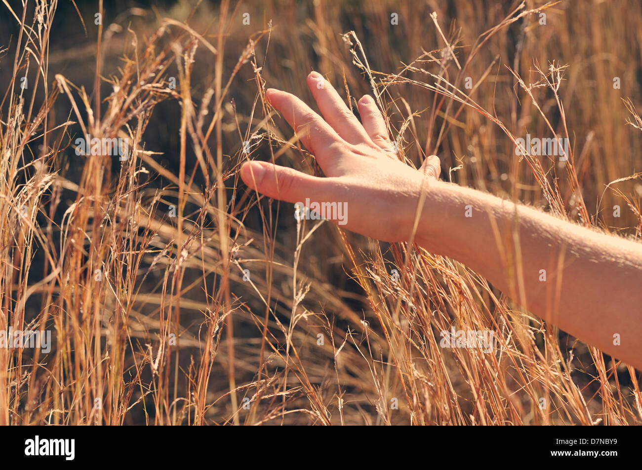 Hand stroking wild spikes Stock Photo - Alamy