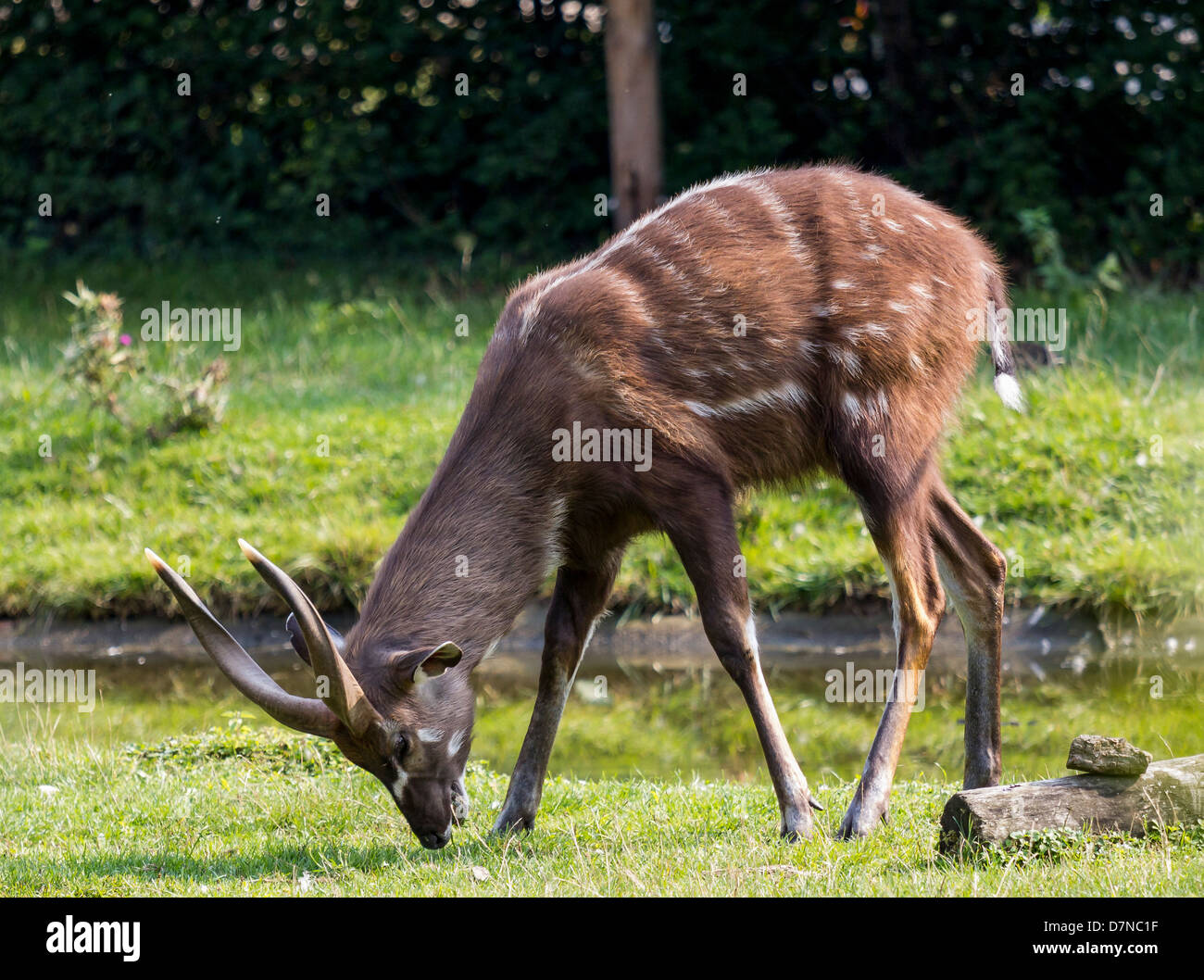 Spotted deer grazing hi-res stock photography and images - Alamy