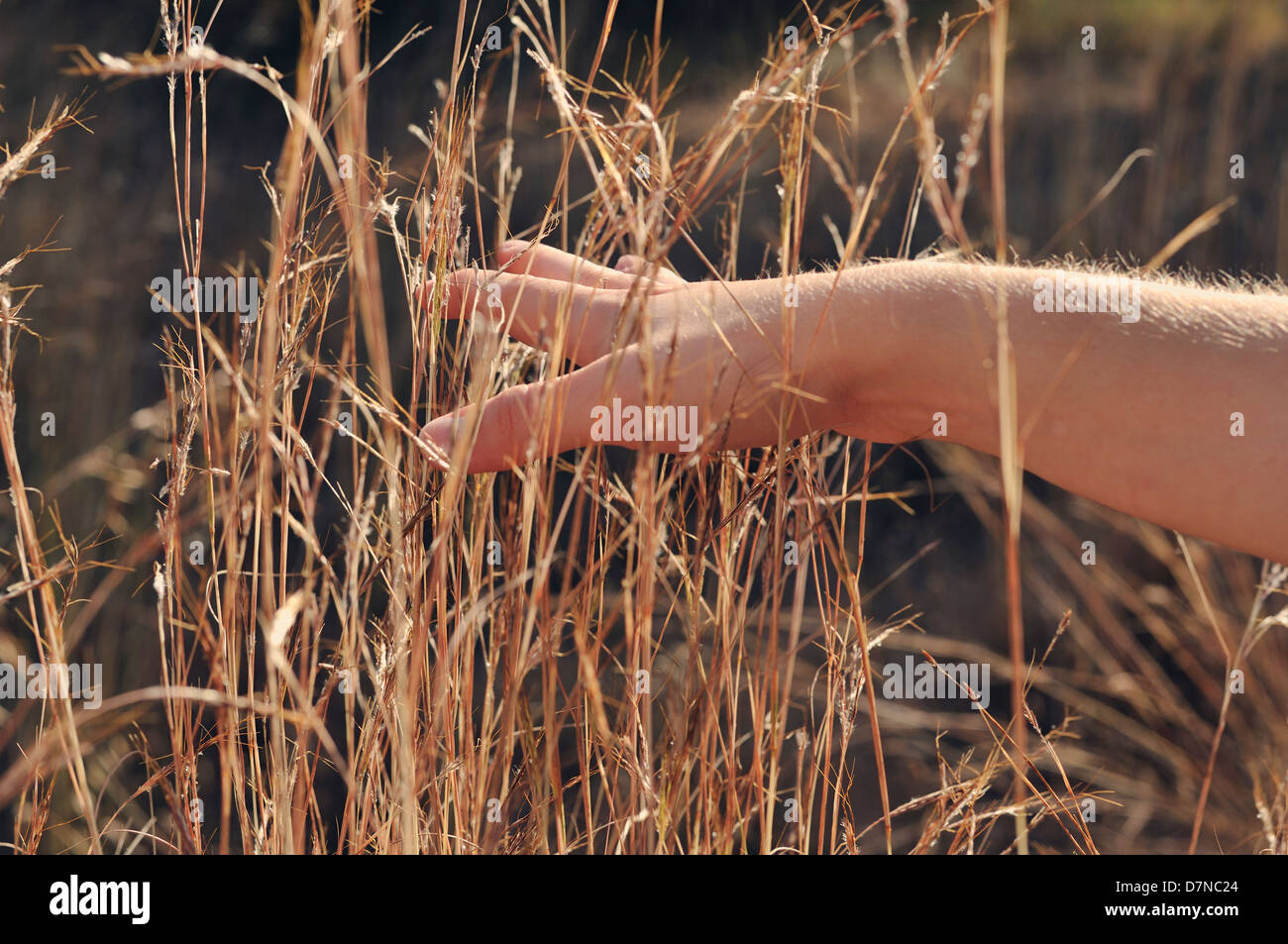 Hand stroking wild spikes Stock Photo - Alamy