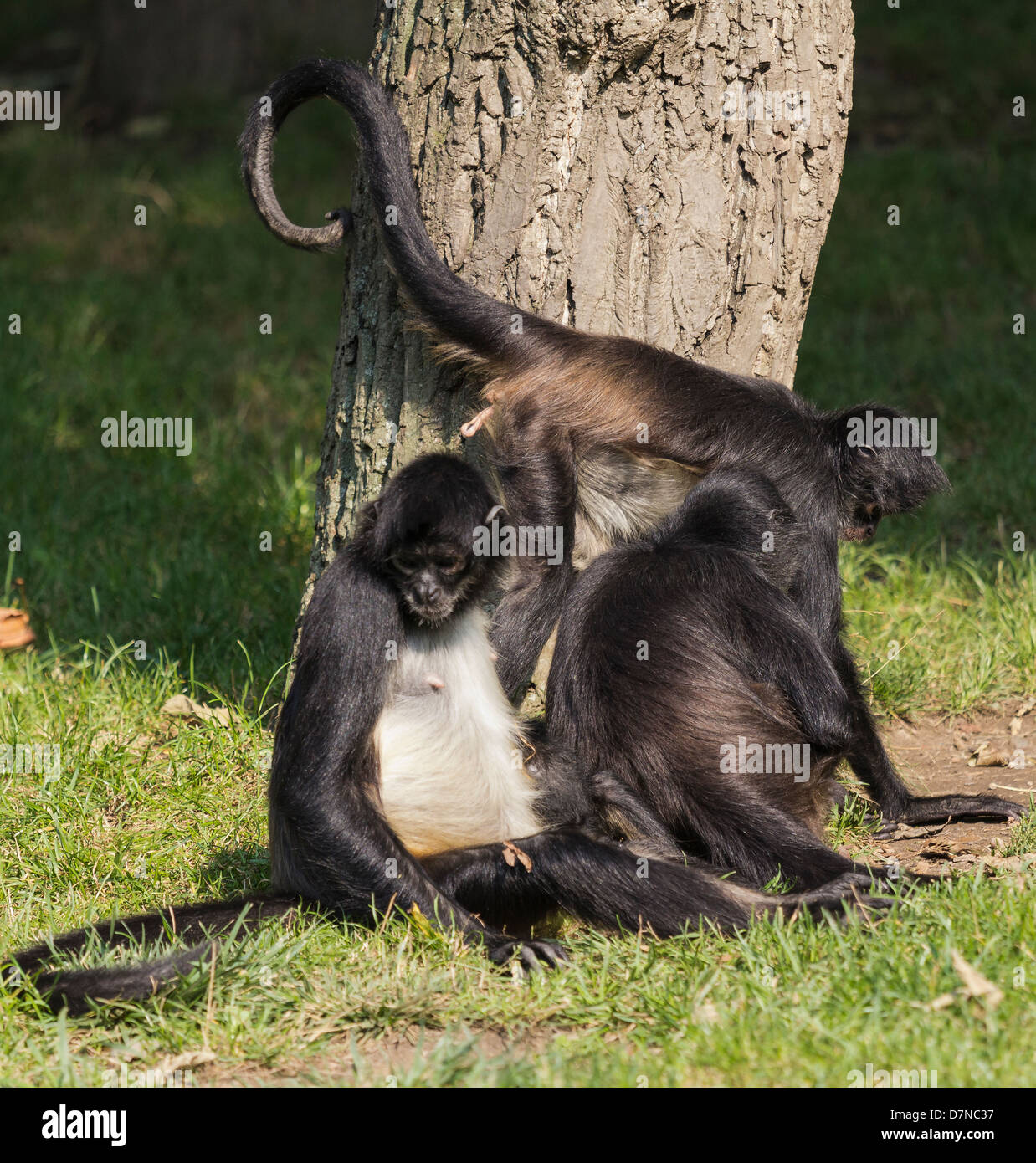 Monkey family time hi-res stock photography and images - Alamy