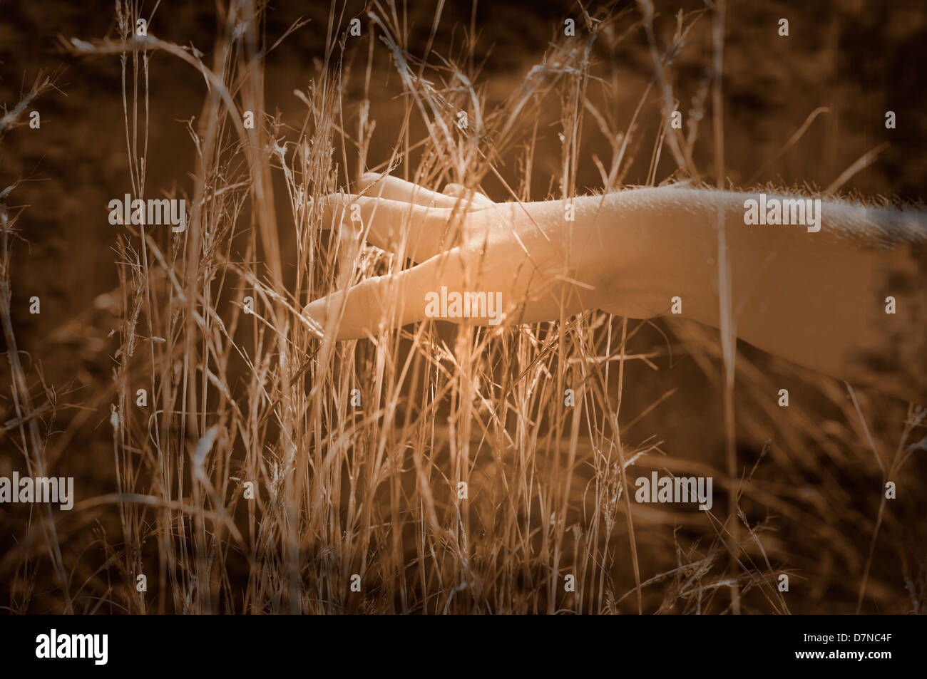 Hand stroking wild spikes Stock Photo - Alamy