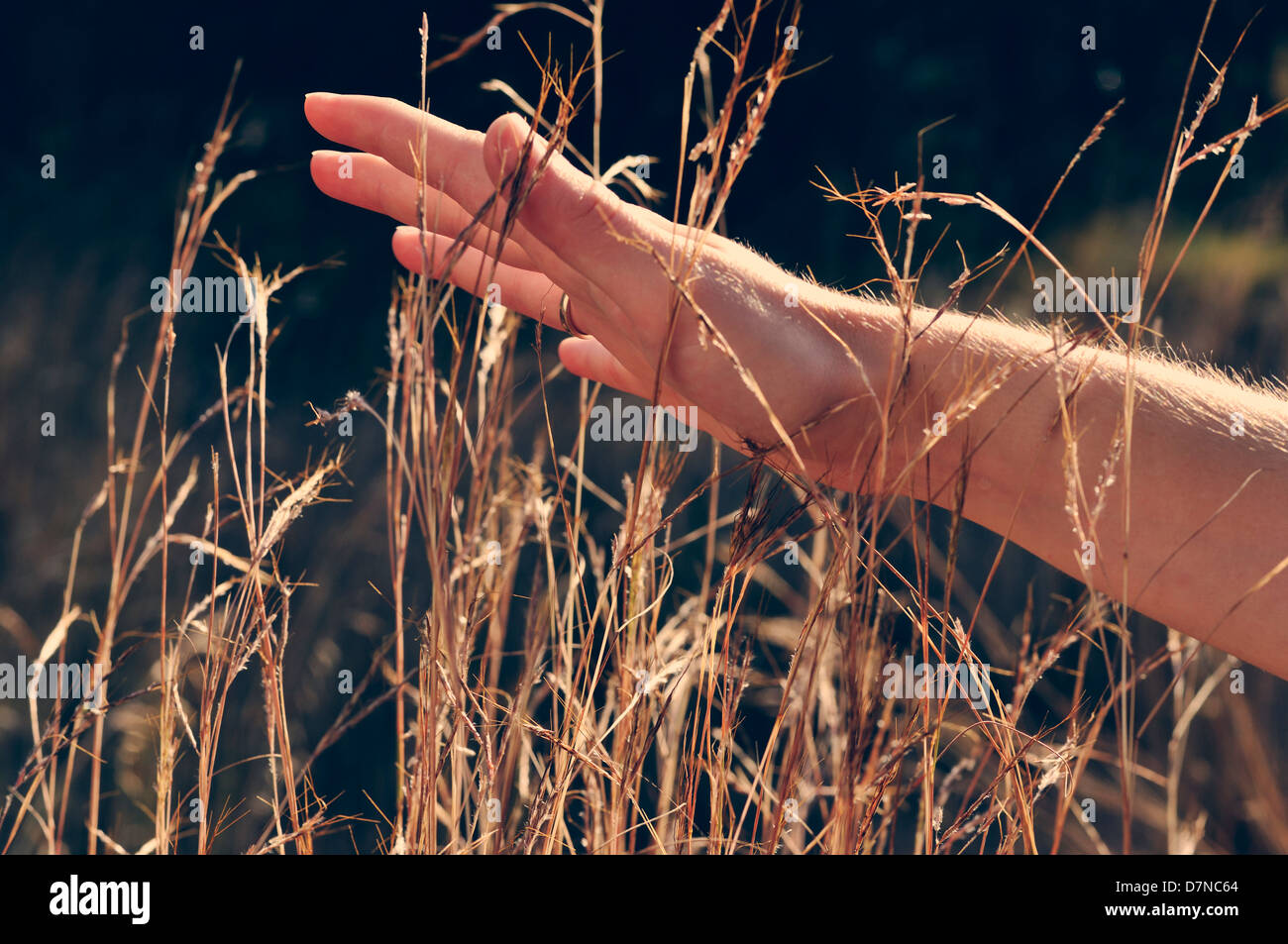 Hand stroking wild spikes Stock Photo - Alamy