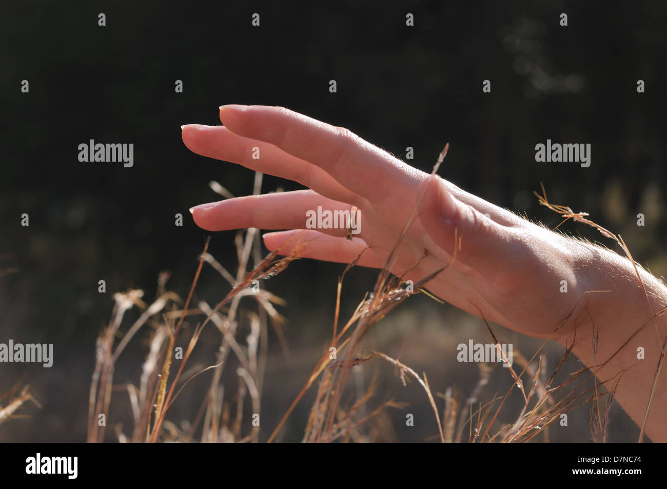 Hand stroking wild spikes Stock Photo - Alamy