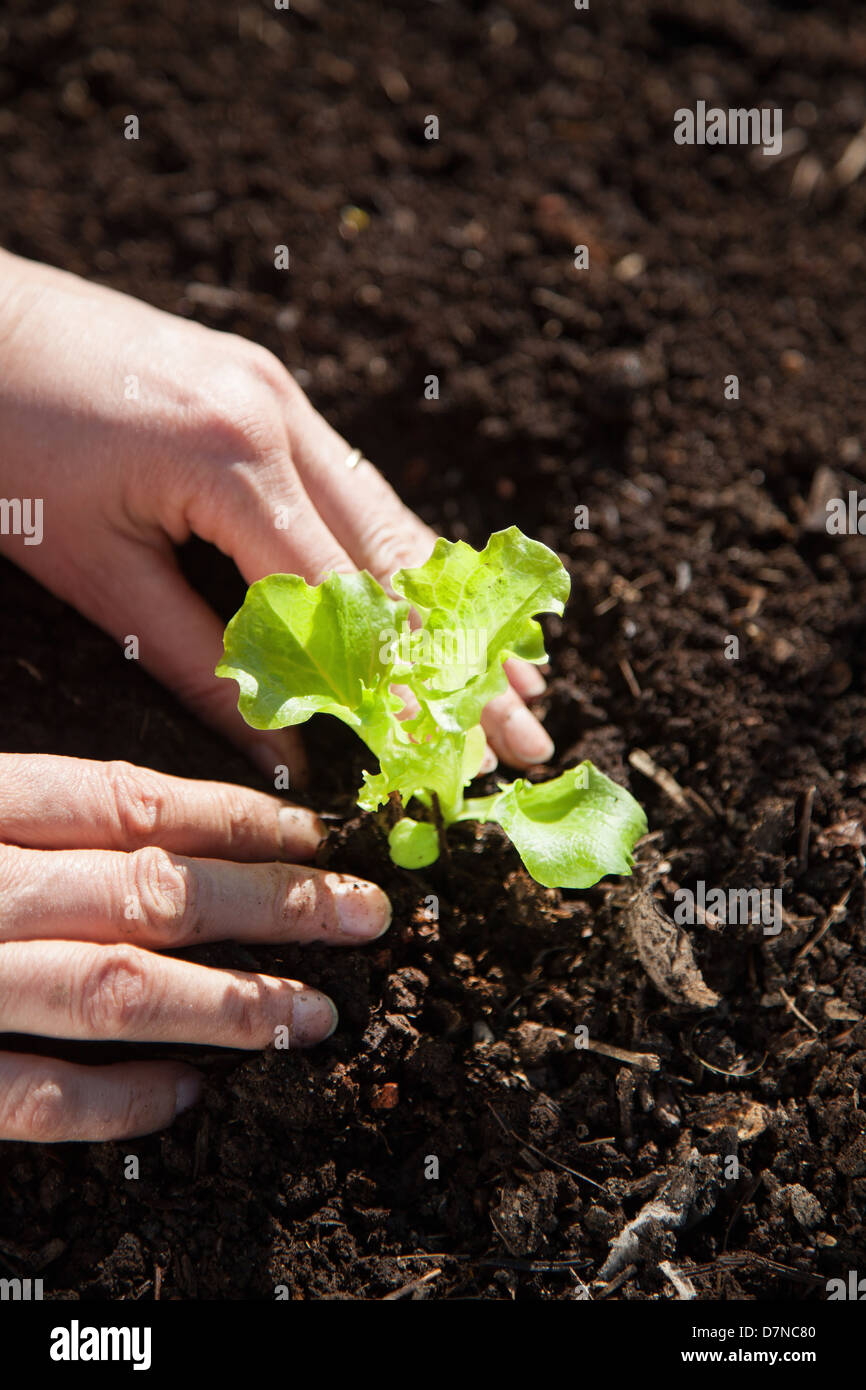 Planting a lettuce seedling Stock Photo - Alamy