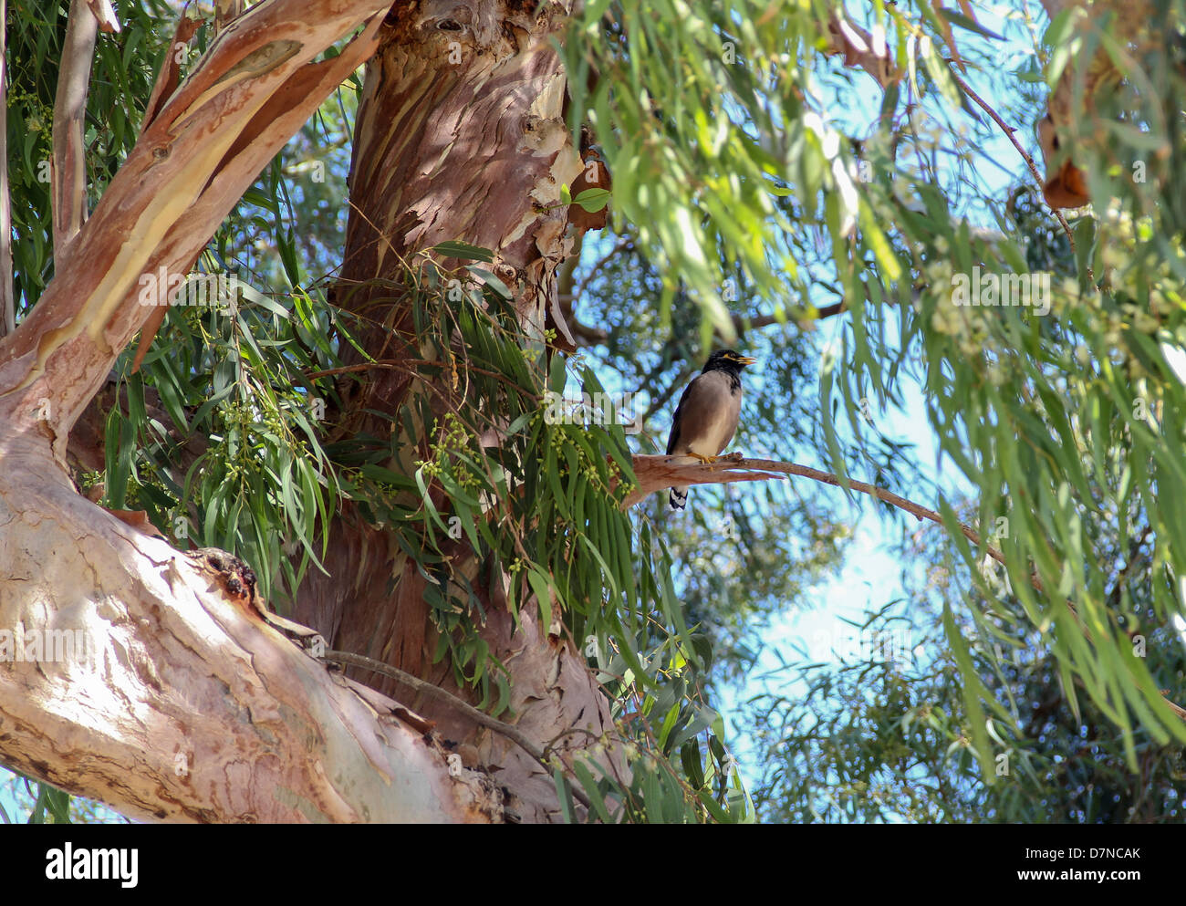 bird of the family Drozdov Stock Photo - Alamy
